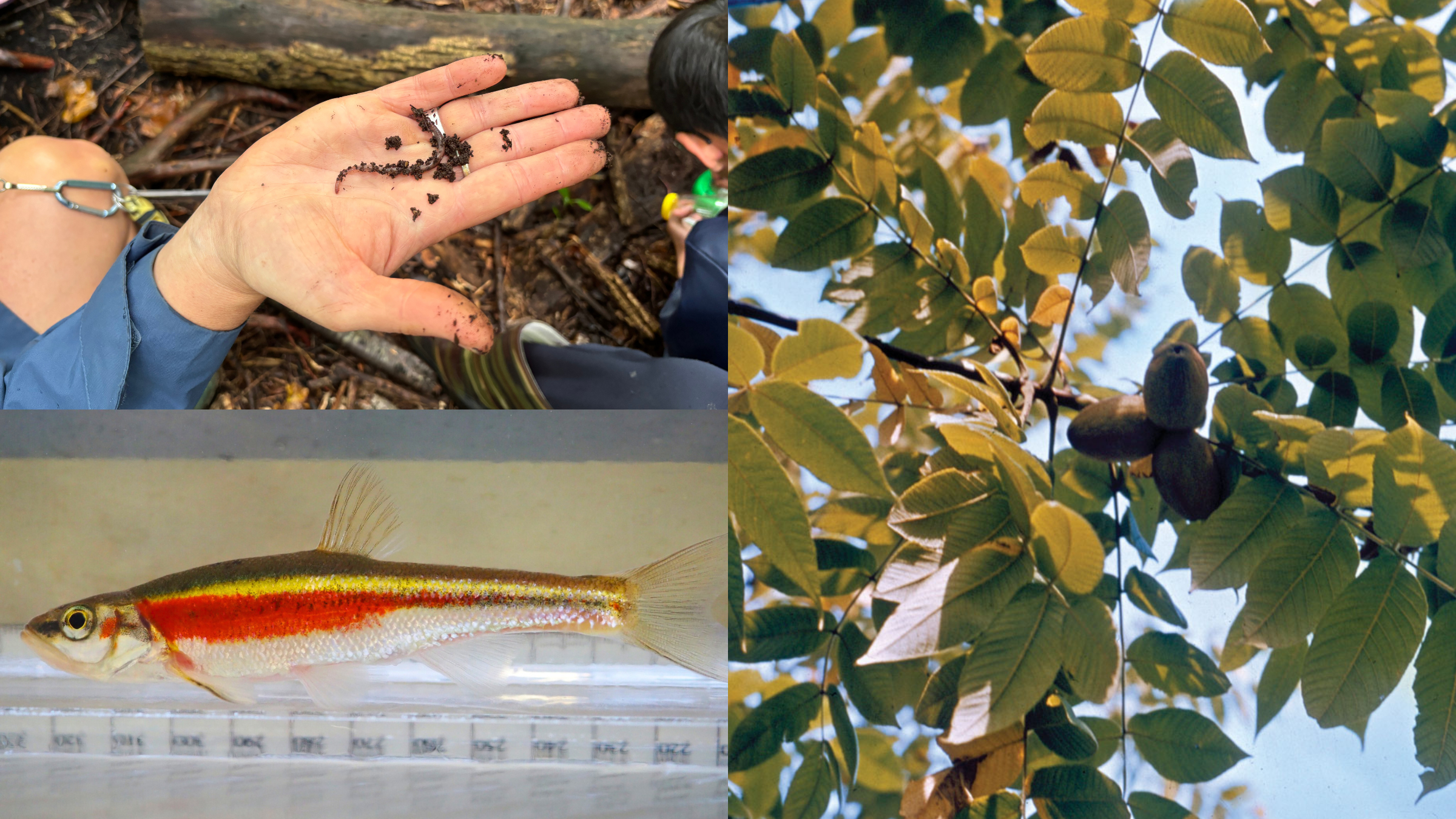 Saving Species and Reviving Ecosystems on Campus